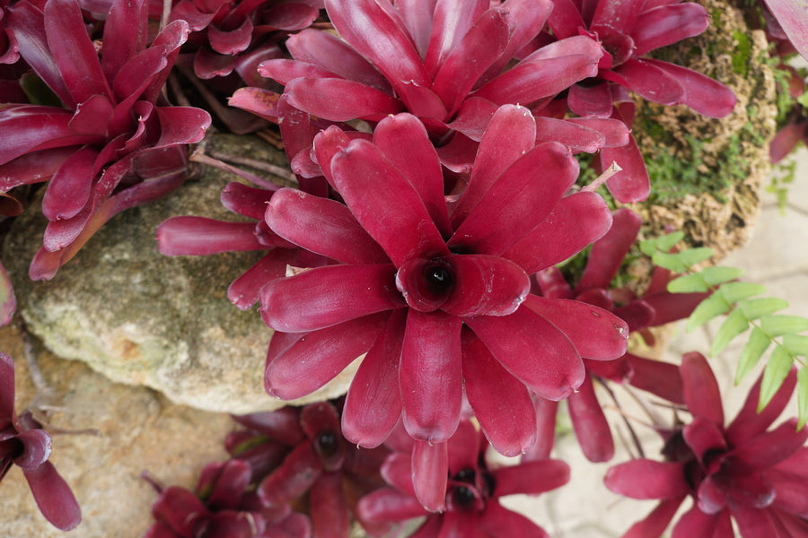 Bromeliad Neoregelia Fireball – ShopTropicals