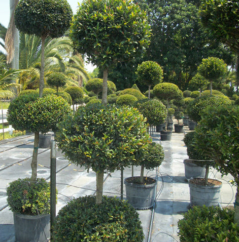 Eugenia Topiary 3 Ball – ShopTropicals