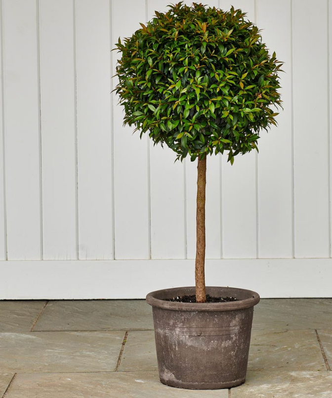 Eugenia Topiary 1 Ball on trunk – ShopTropicals