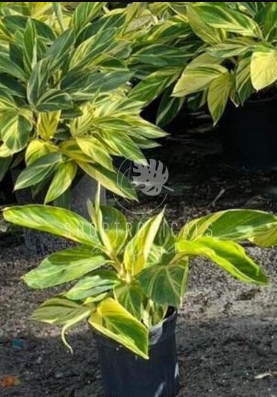 Ginger Variegated – ShopTropicals