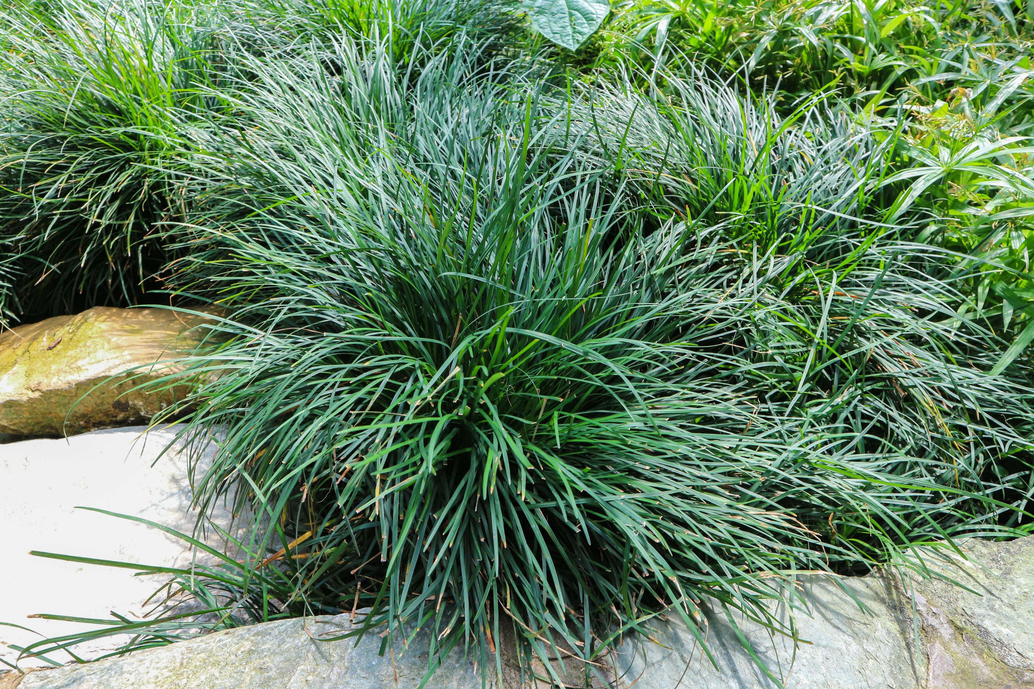 Grass Mondo Regular Or Dwarf – ShopTropicals