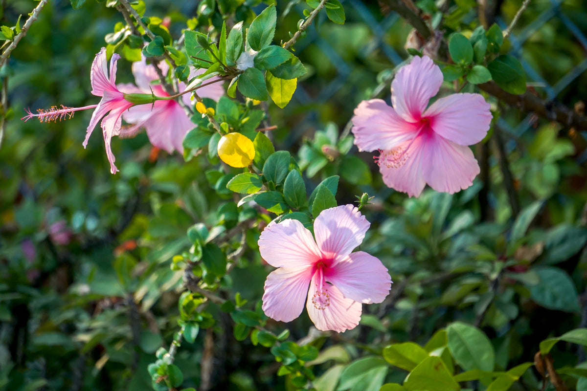 Hibiscus Anderson Crape Tree Reg – ShopTropicals