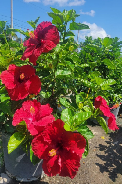 Hibiscus Bush Assorted – ShopTropicals