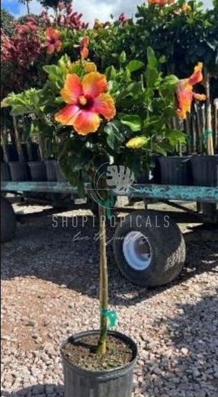 Hibiscus Fiesta Tree Premium – ShopTropicals