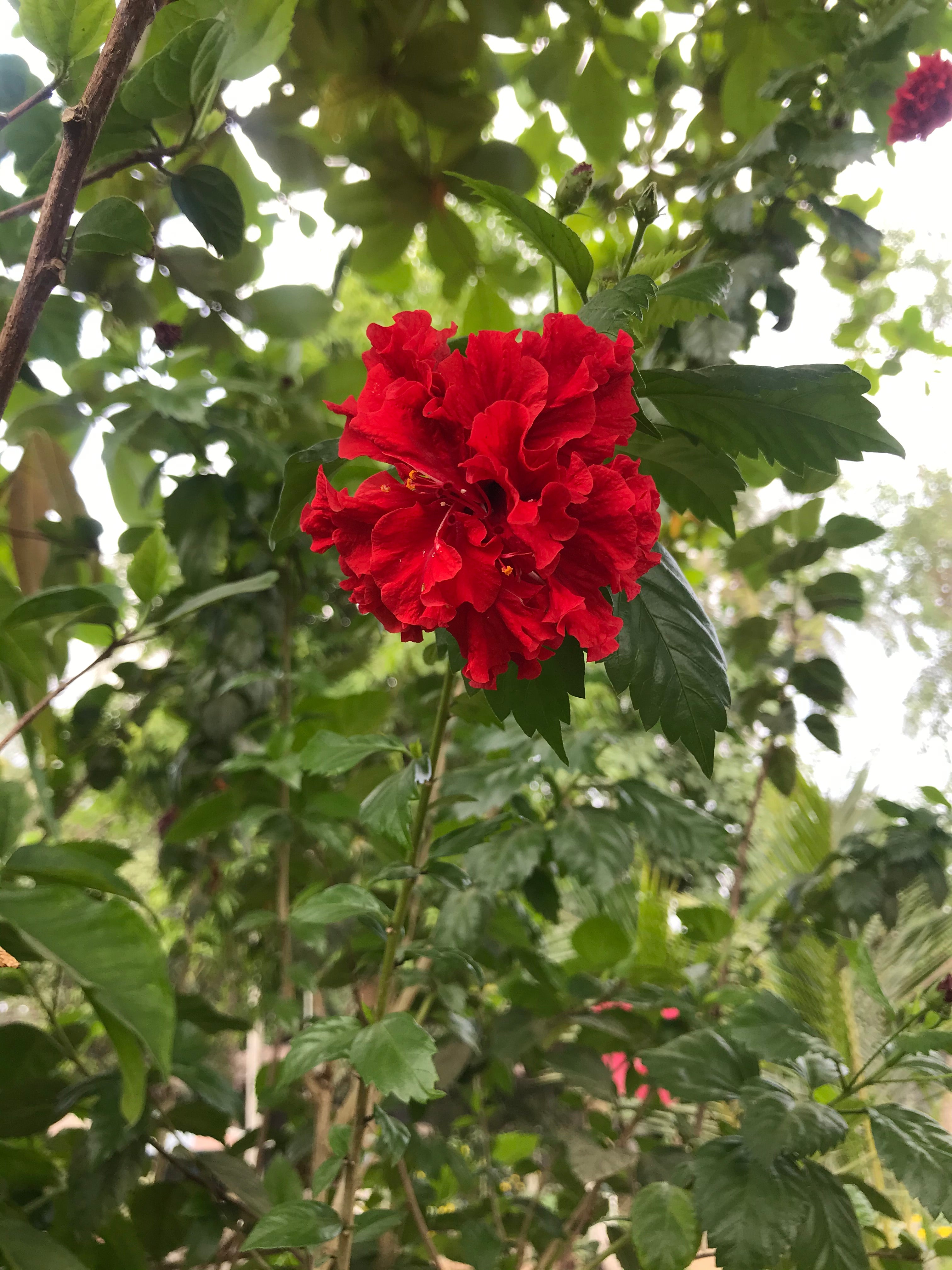 Hibiscus Carnation Tree – ShopTropicals