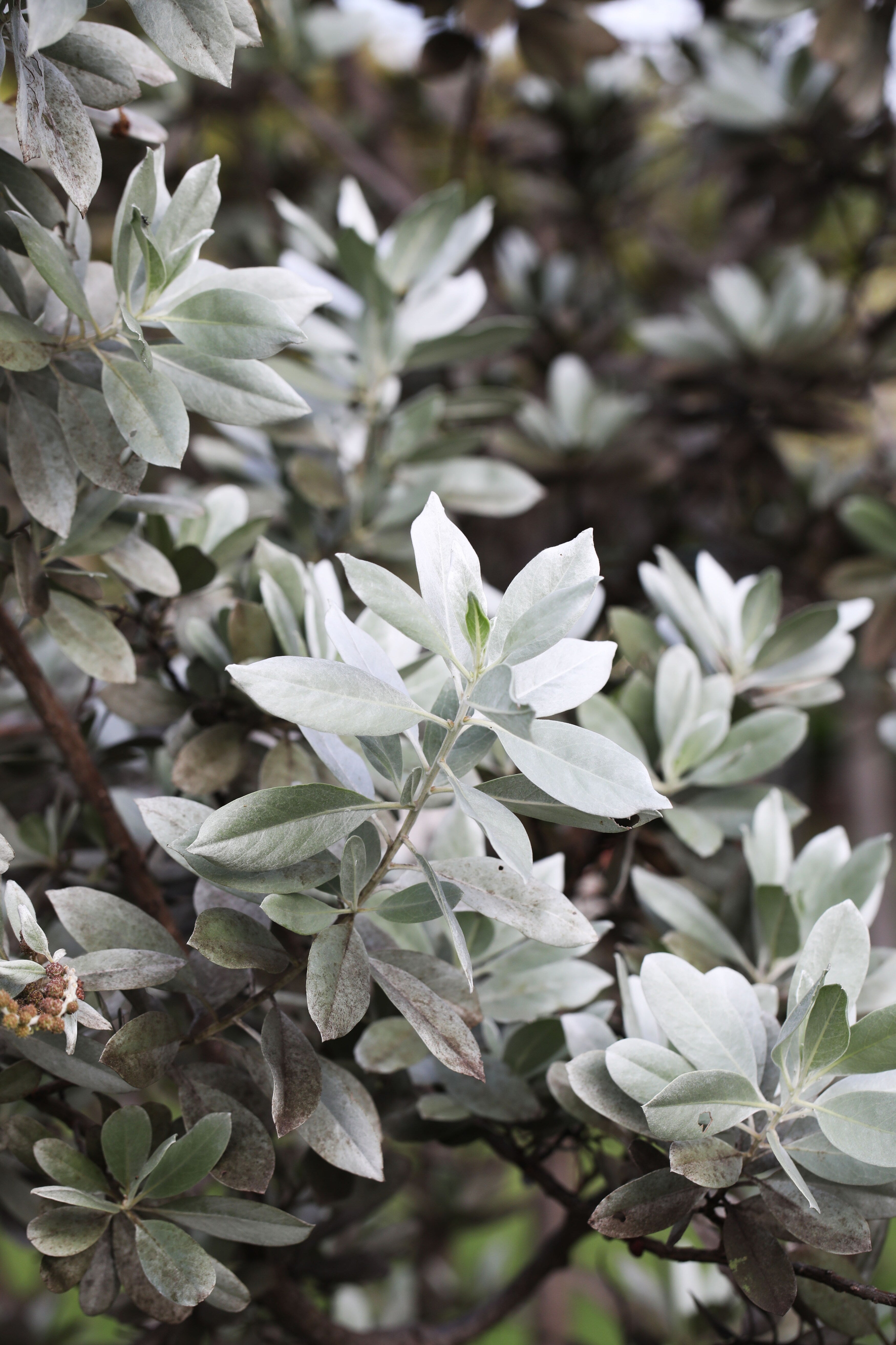 Buttonwood Silver Bush – ShopTropicals