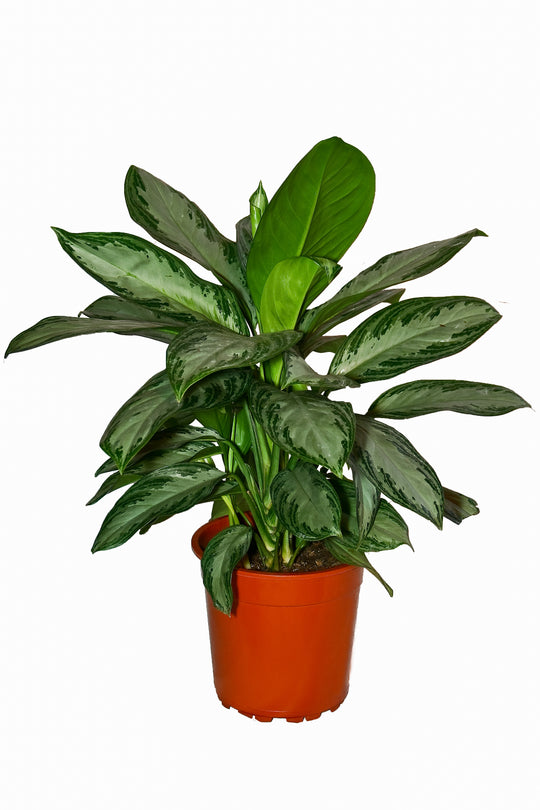 Aglaonema Silverado – ShopTropicals