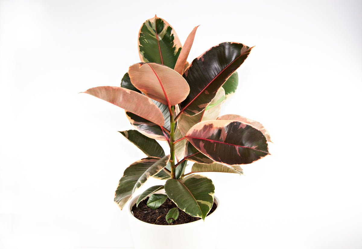 Ficus Ruby Standard – ShopTropicals